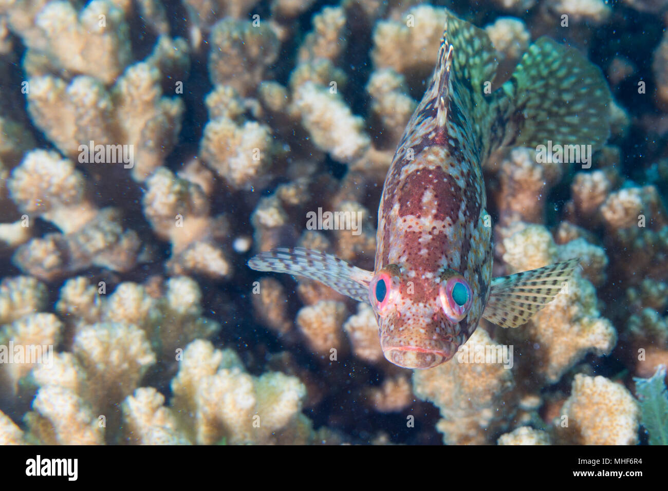 An isolated colorful grouper in the reef background Stock Photo - Alamy