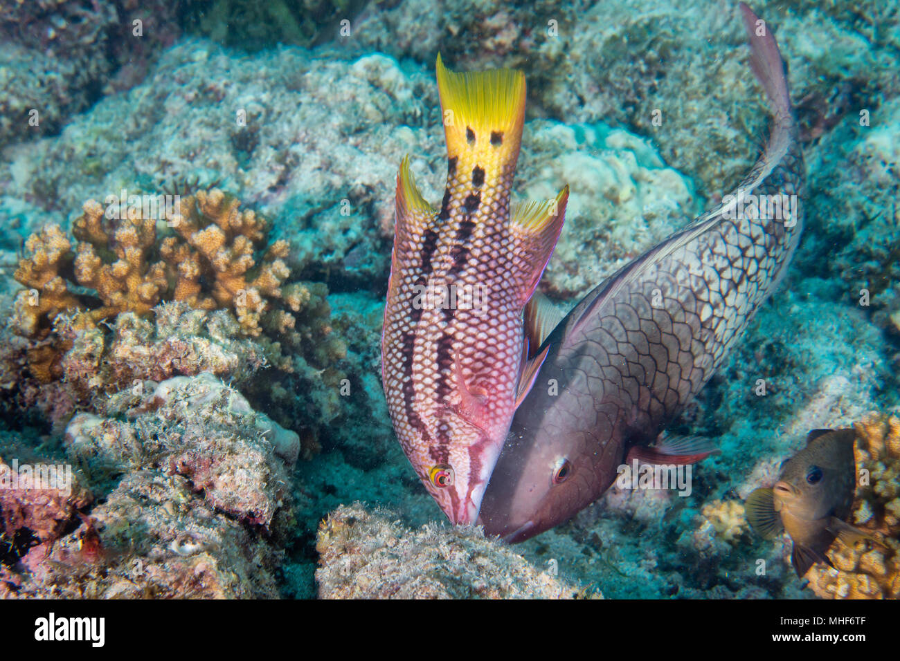 Colorful grouper in the reef background Stock Photo - Alamy