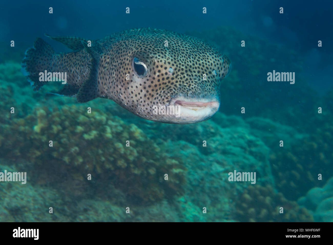 A box fish in the reef background Stock Photo - Alamy