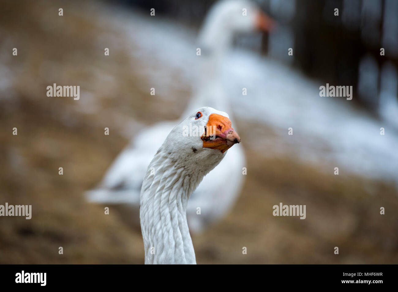 Goose isolated close up portrait Stock Photo - Alamy
