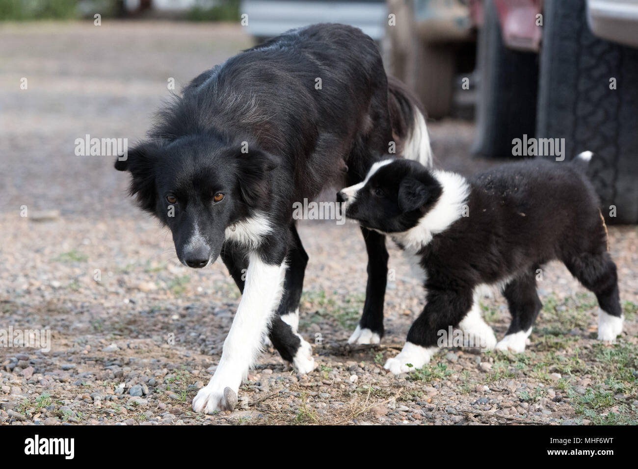 border collie puppy dog portrait in a farm Stock Photo - Alamy