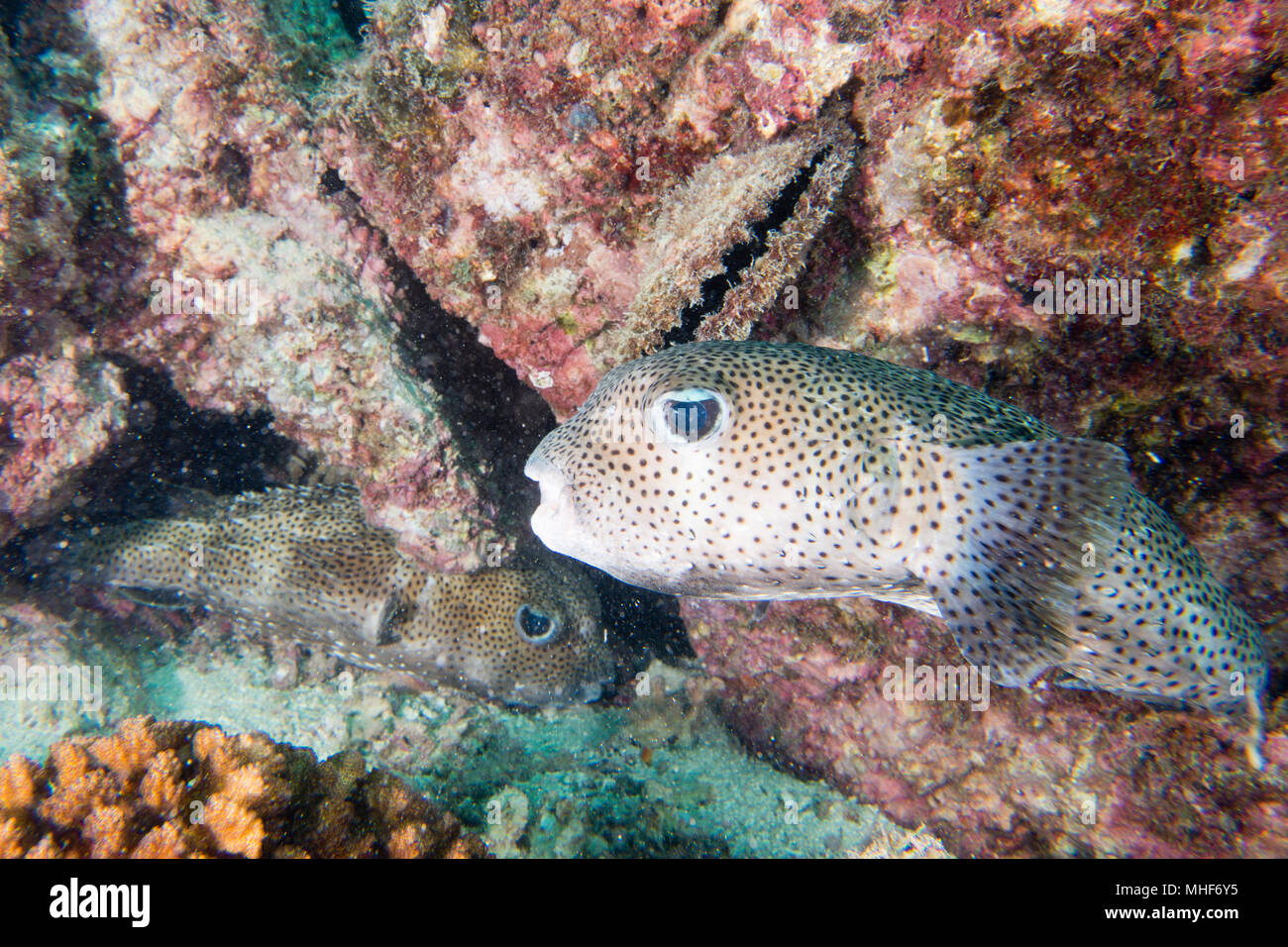 A box fish in the reef background Stock Photo - Alamy