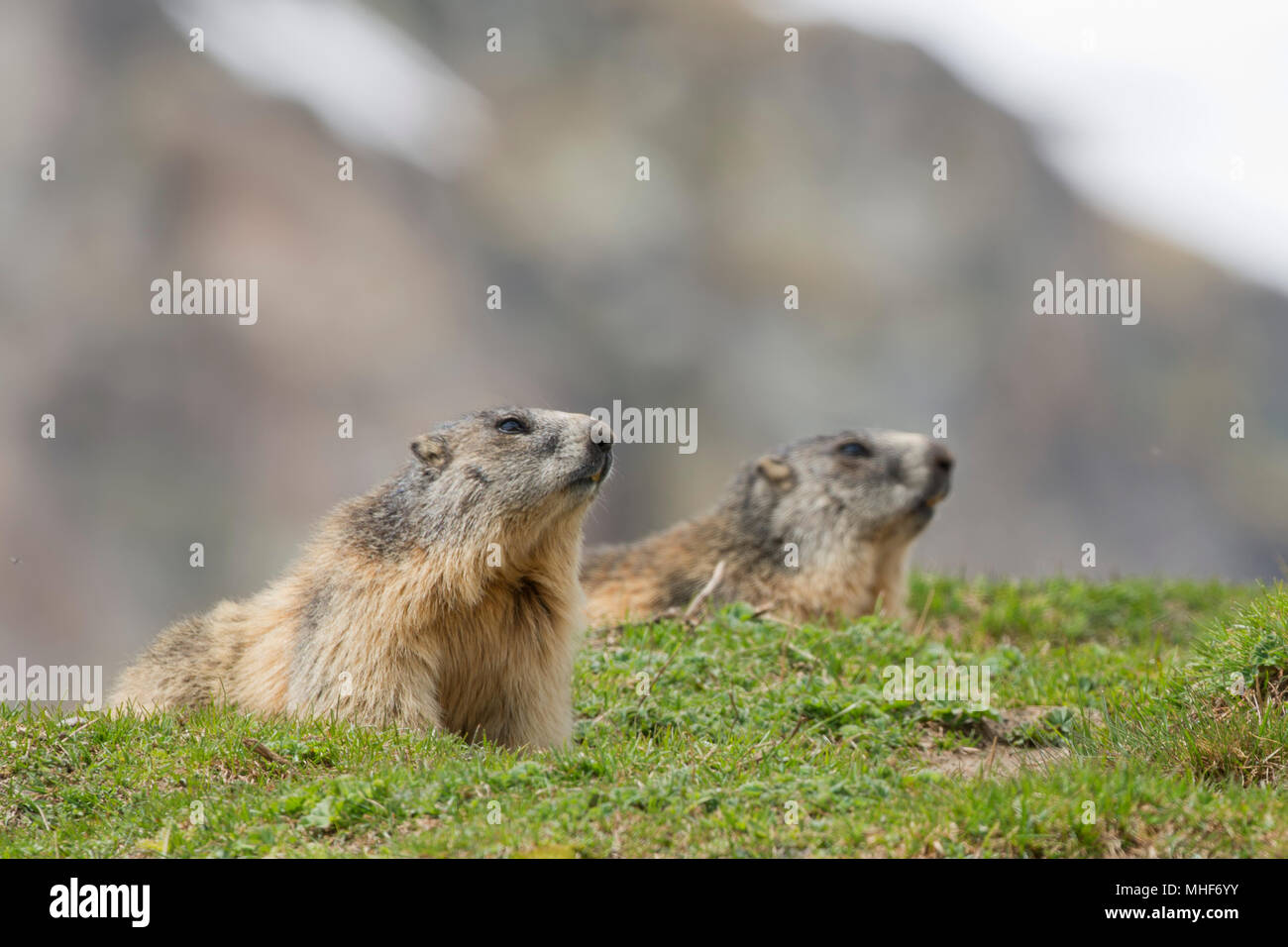 Yellow bellied marmot portrait hi-res stock photography and images - Alamy