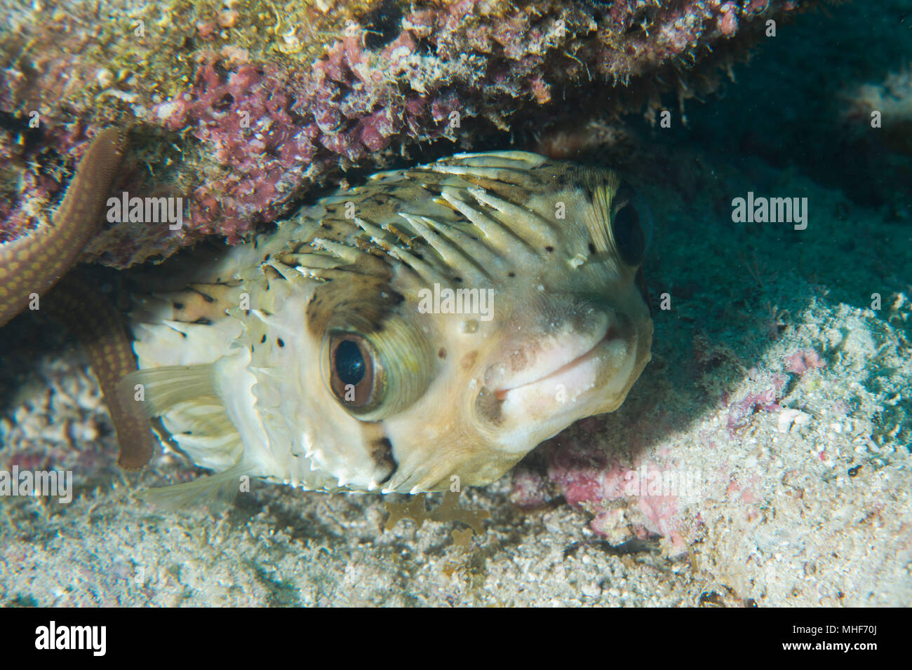 A box fish in the reef background Stock Photo - Alamy