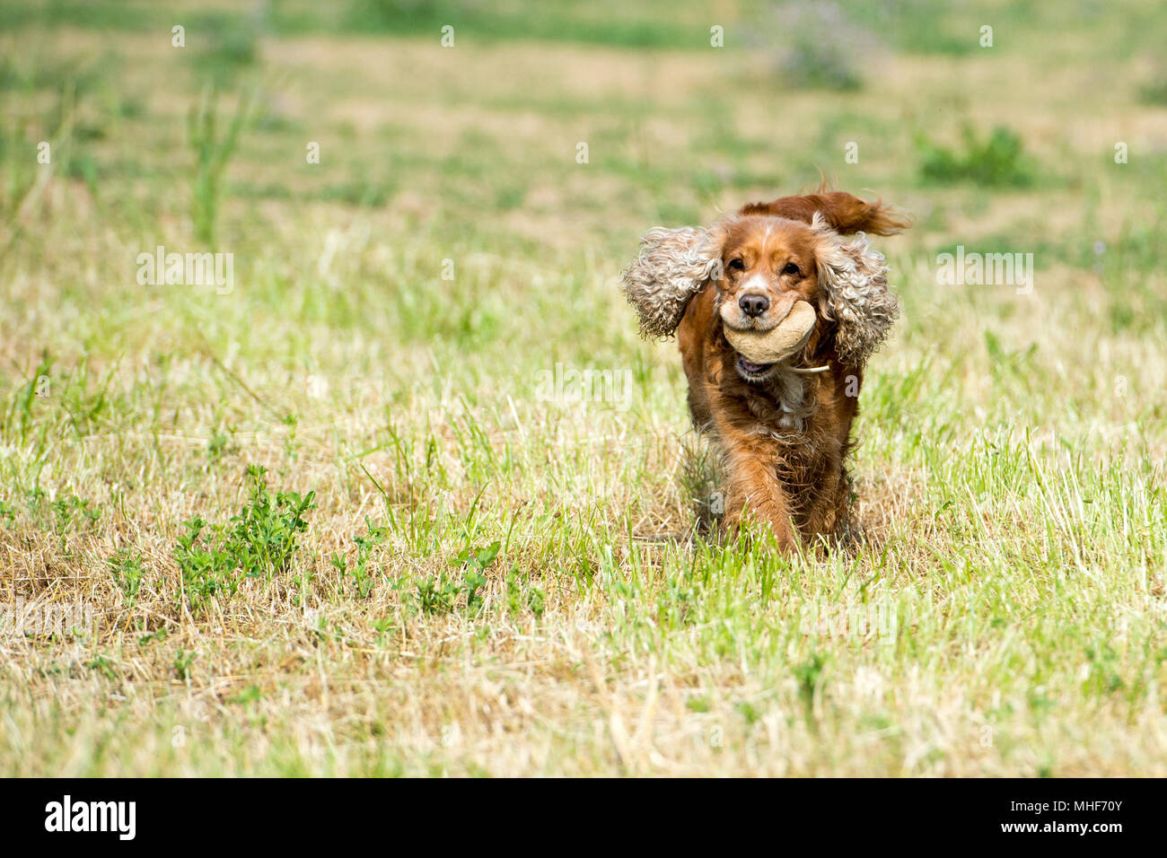 puppy dog cocker spaniel running to you while holding a stone Stock ...