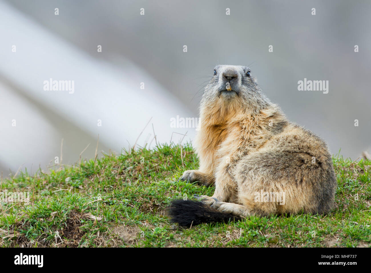 Marmot portrait while sitting and looking at you Stock Photo - Alamy