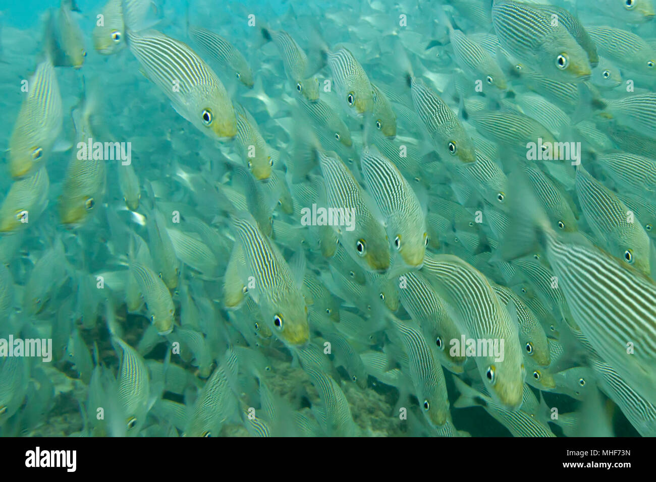 Inside a giant travelly tuna school of fish close up in the deep blue ...