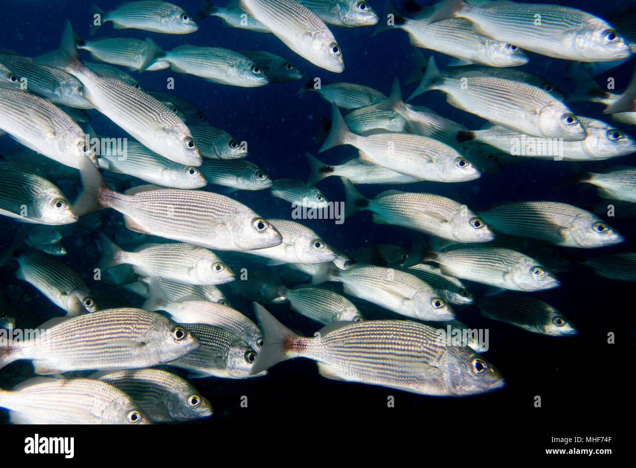Inside a giant travelly tuna school of fish close up in the deep blue ...