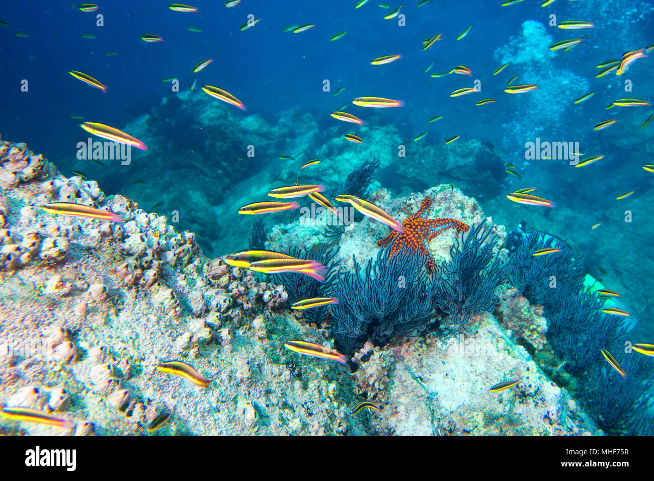 sea stars in a reef colorful underwater landscape background Stock ...