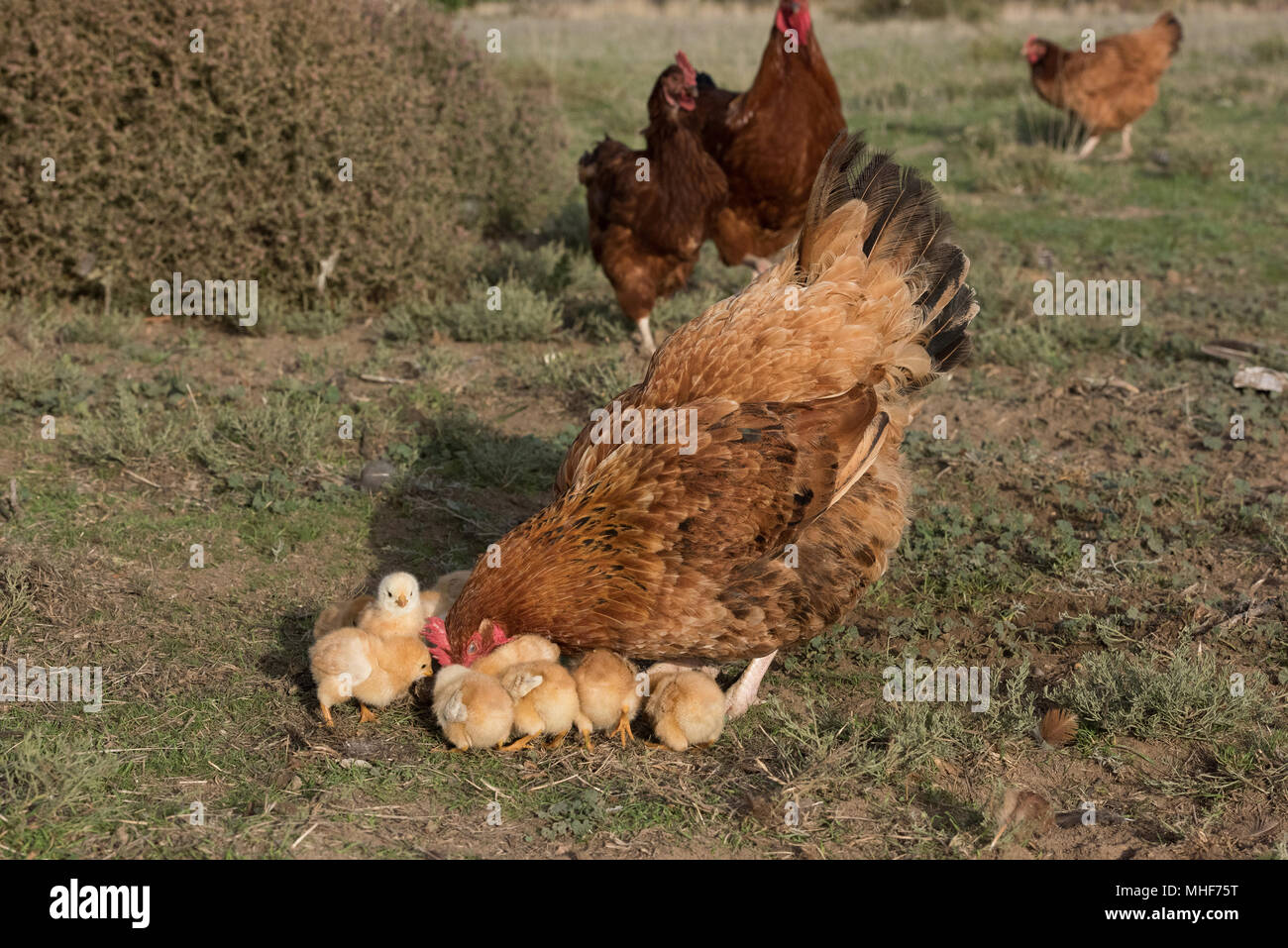 chicken brooding hen and chicks in a farm Stock Photo - Alamy