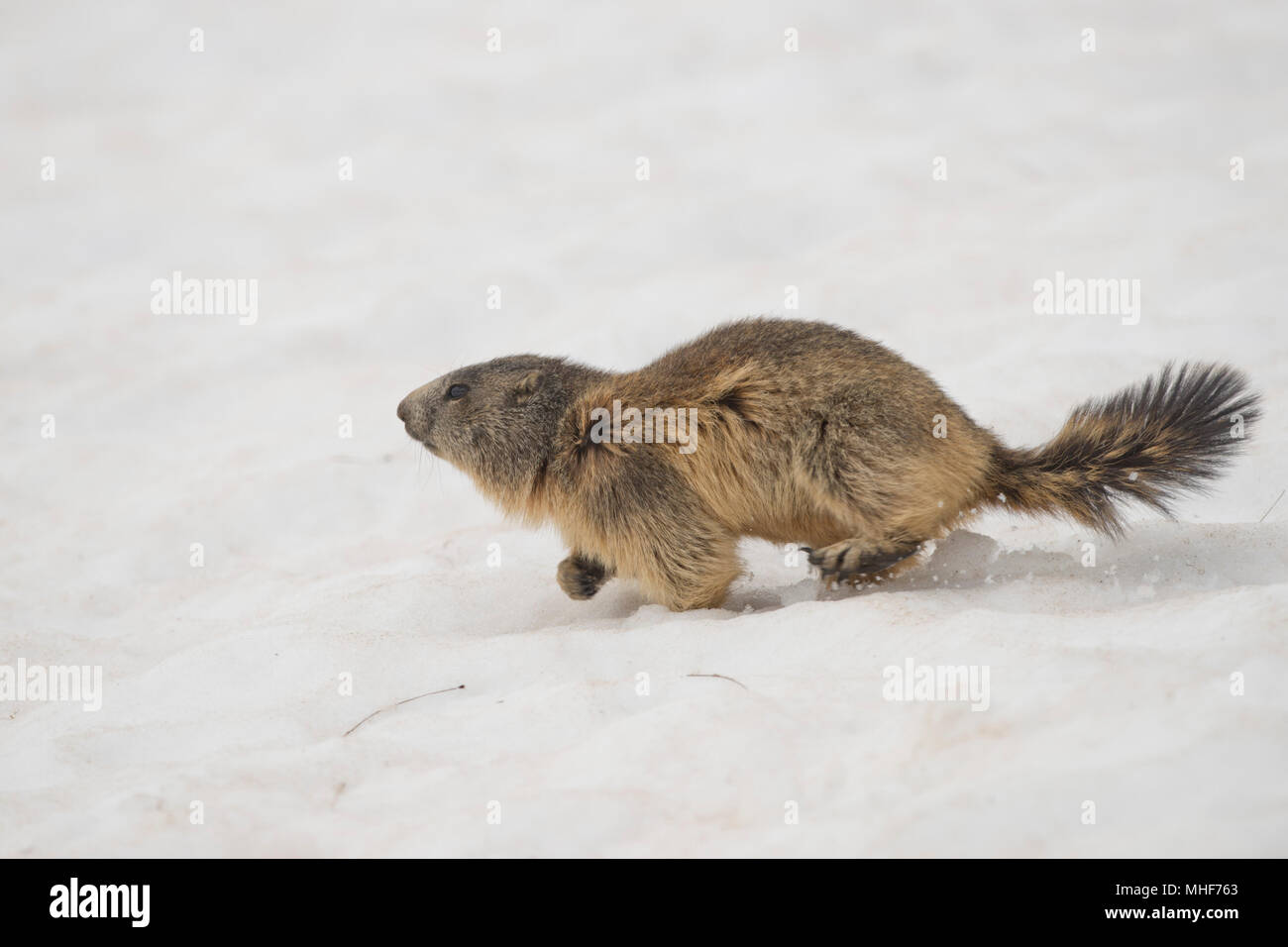 Isolated Marmot while running on the snow background in winter Stock ...