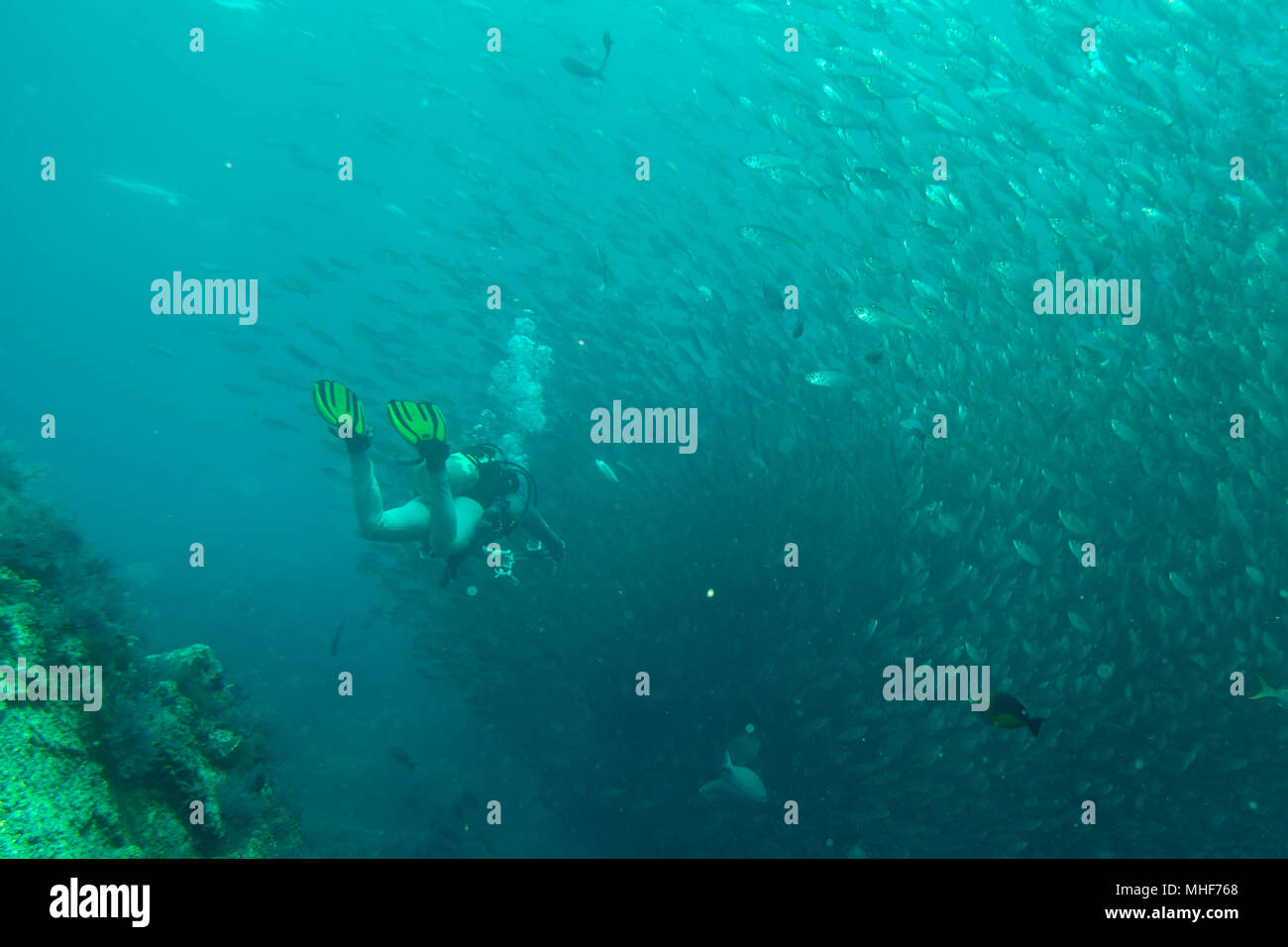 Inside a giant travelly tuna school of fish close up in the deep blue ...