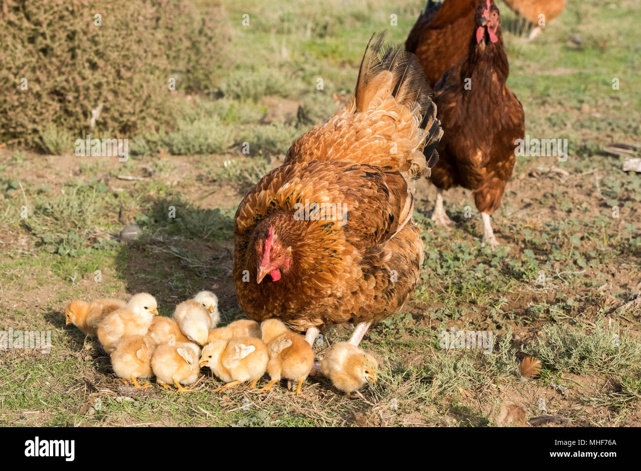 chicken brooding hen and chicks in a farm Stock Photo - Alamy