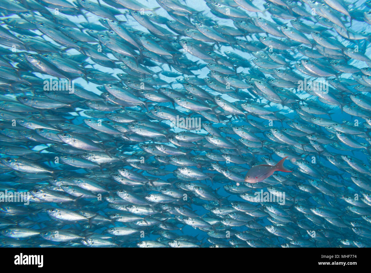 Inside a sardine school of fish close up in the deep blue sea Stock ...