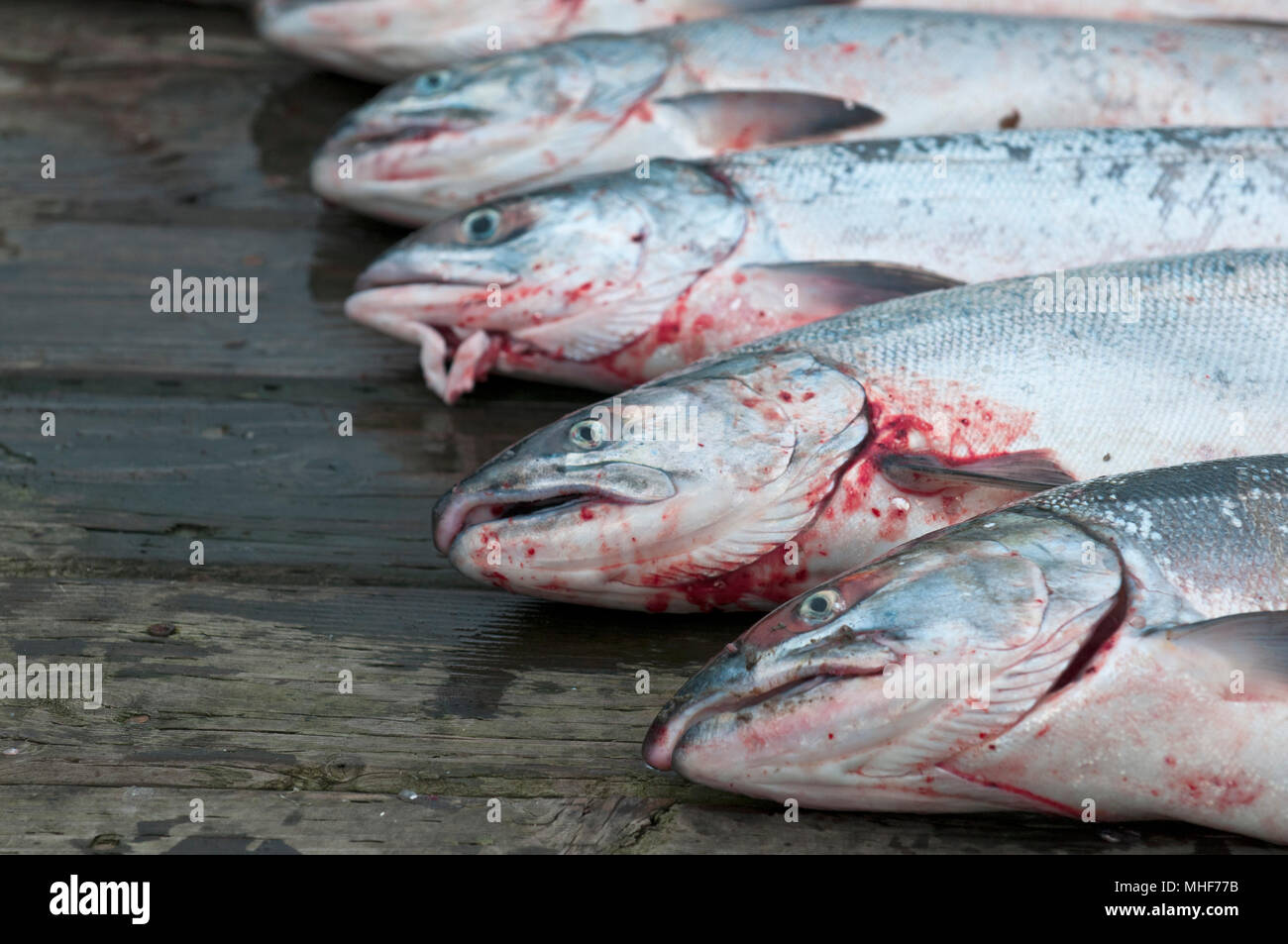 Alaskan Salmon fish detail Stock Photo - Alamy