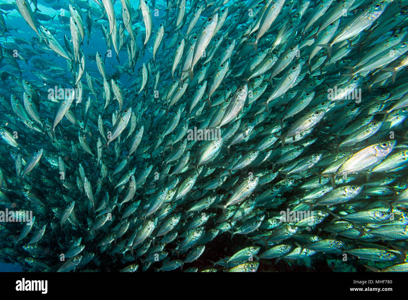 Inside a giant travelly tuna school of fish close up in the deep blue ...