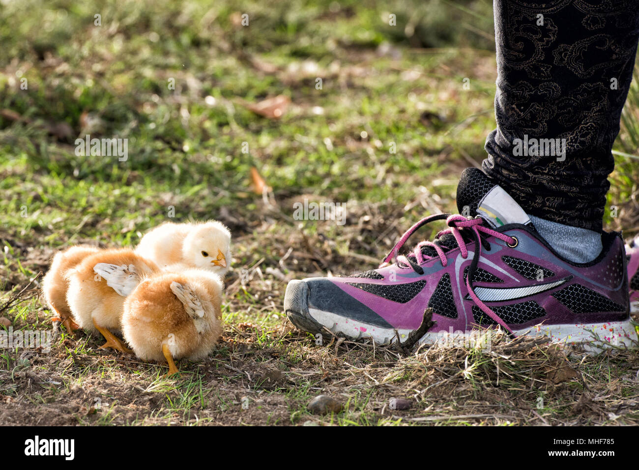 chicken brooding hen and chicks in a farm Stock Photo - Alamy