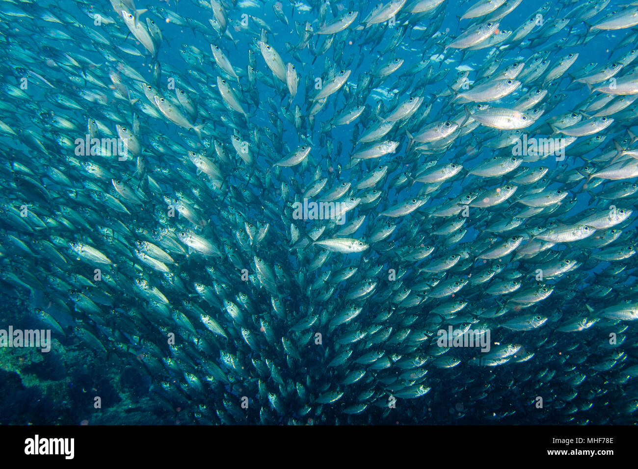 Inside a giant travelly tuna school of fish close up in the deep blue ...