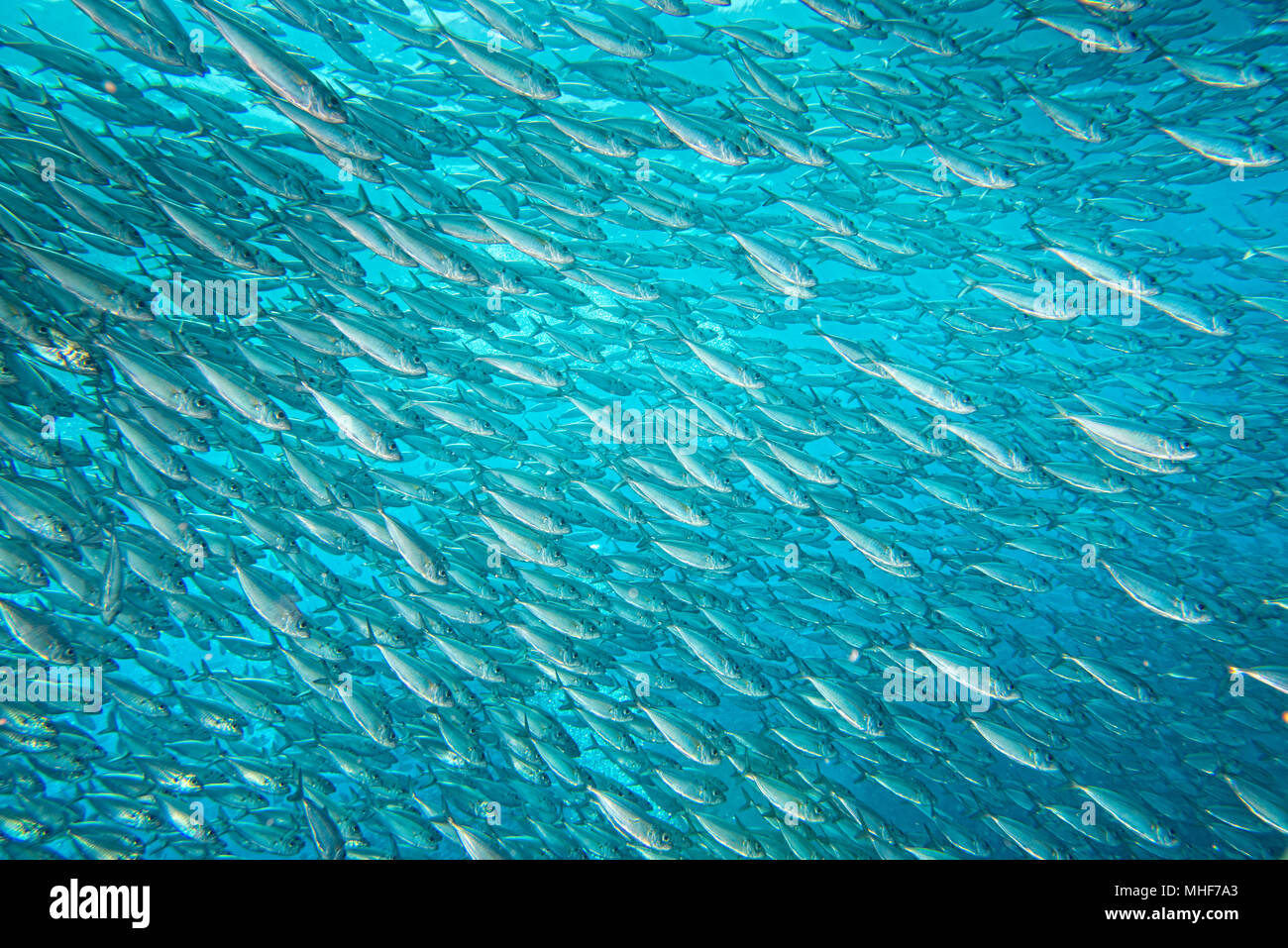 Inside a giant sardines school of fish close up in the deep blue sea ...