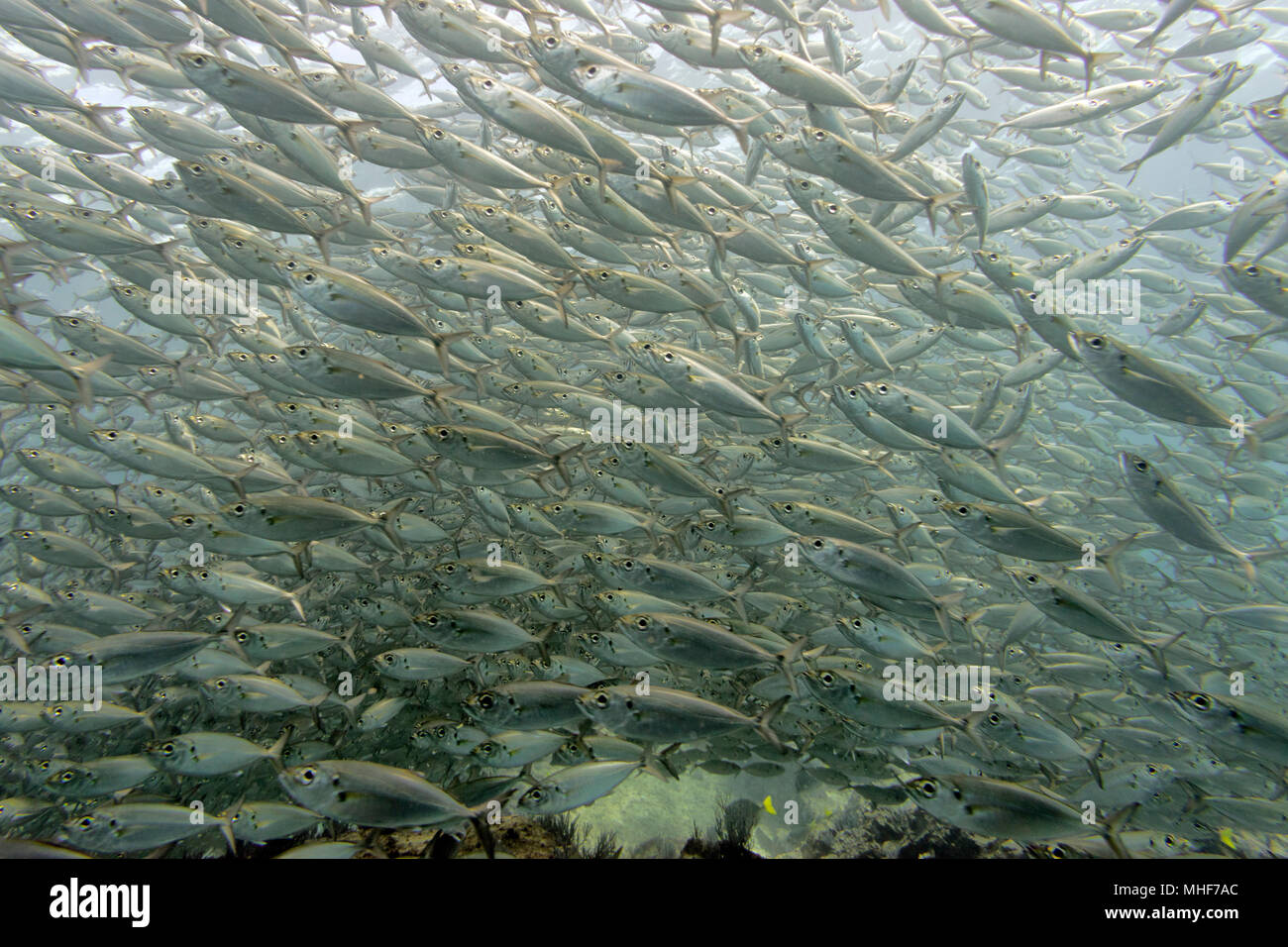 Inside a giant travelly tuna school of fish close up in the deep blue ...