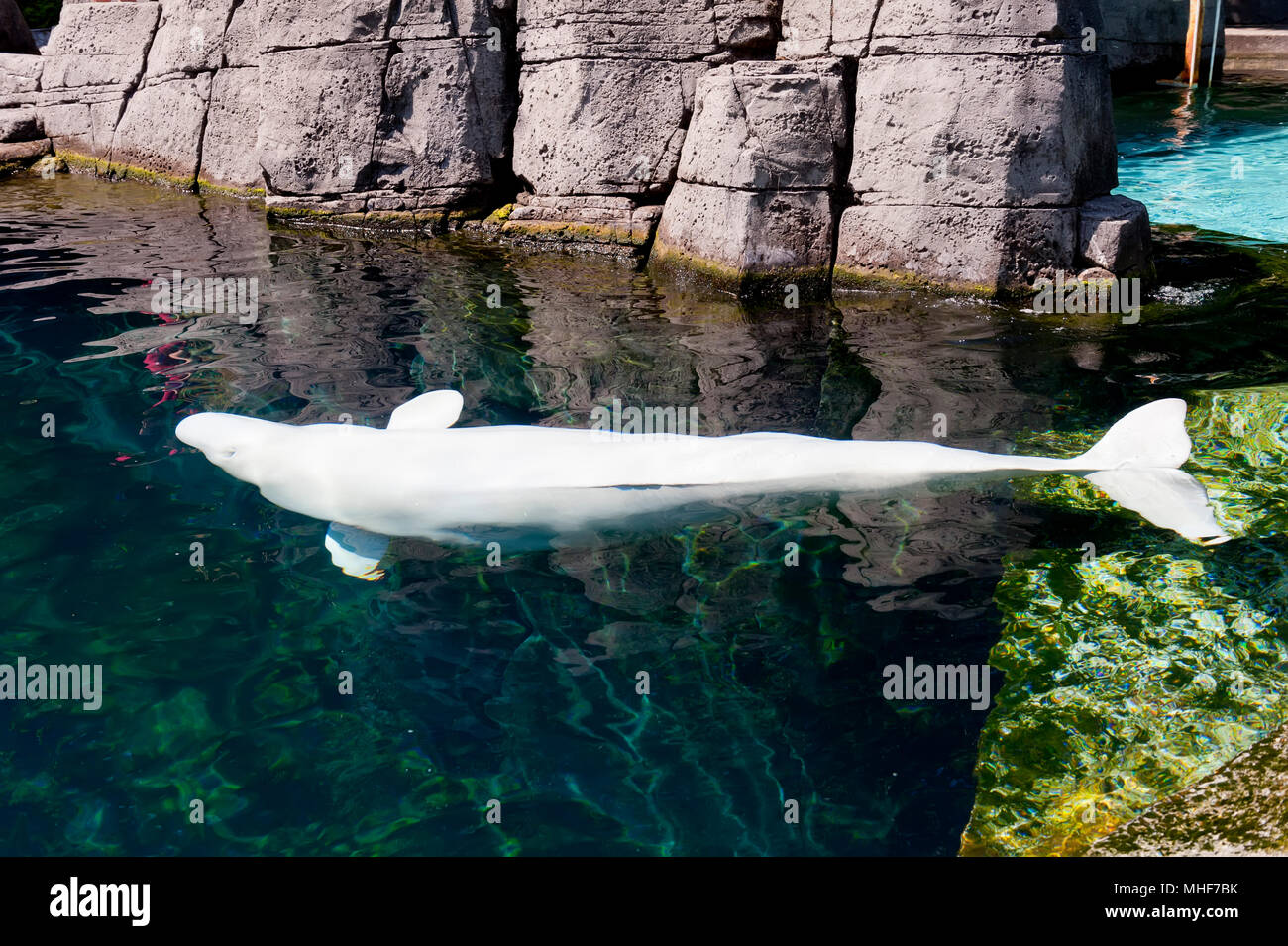 Atlantic canada dolphin hi-res stock photography and images - Alamy