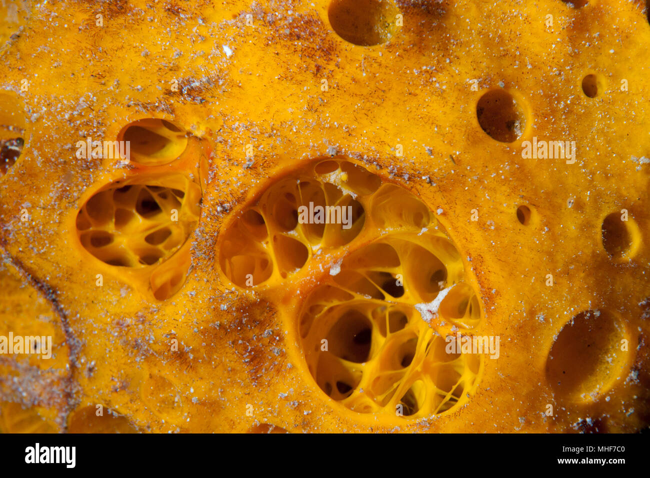 Yellow sponge detail in Raja Ampat Papua, Indonesia Stock Photo - Alamy