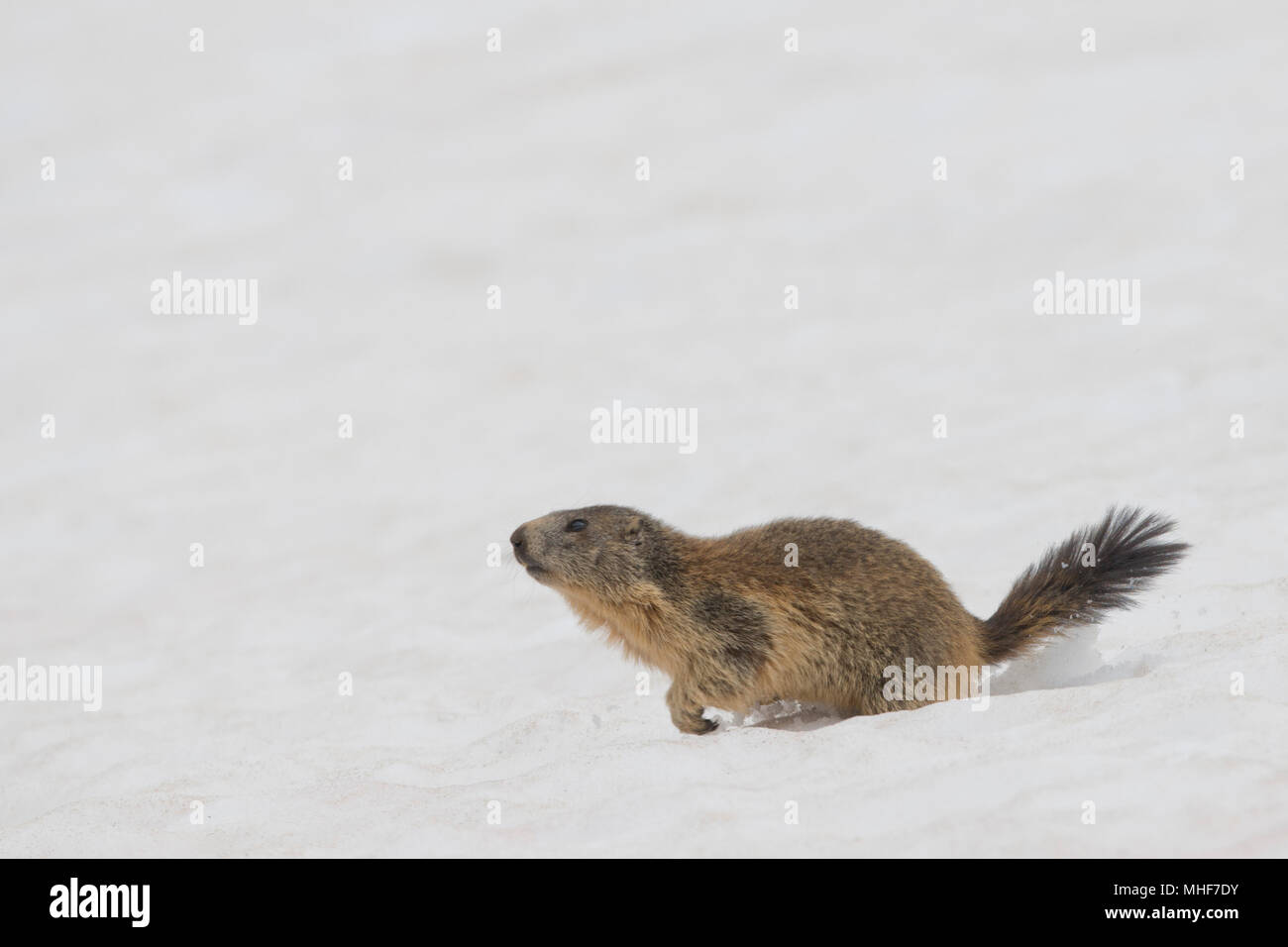 Isolated Marmot while running on the snow background in winter Stock ...