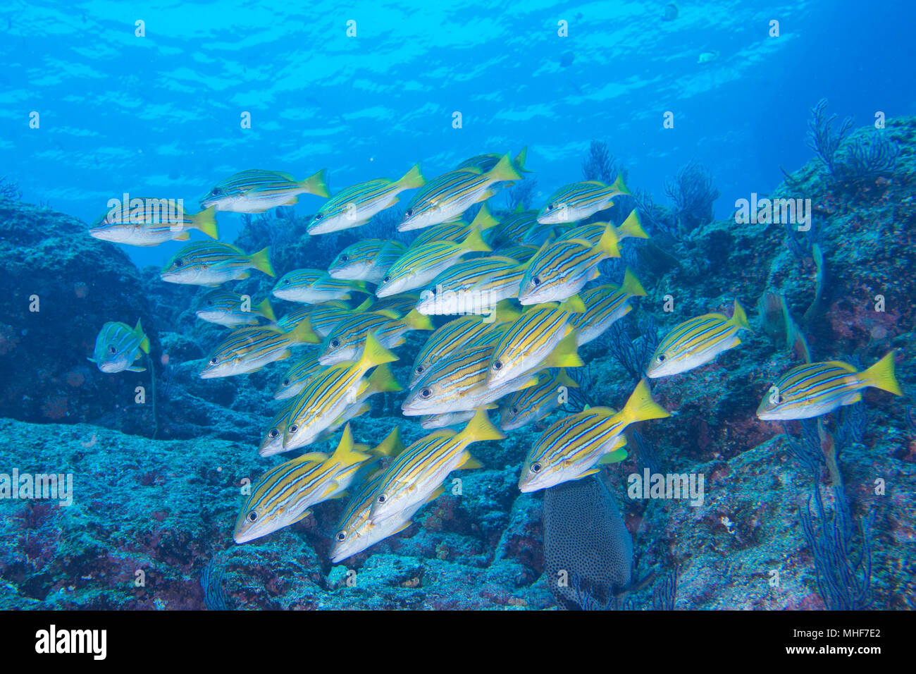 Inside a giant travelly tuna school of fish close up in the deep blue ...