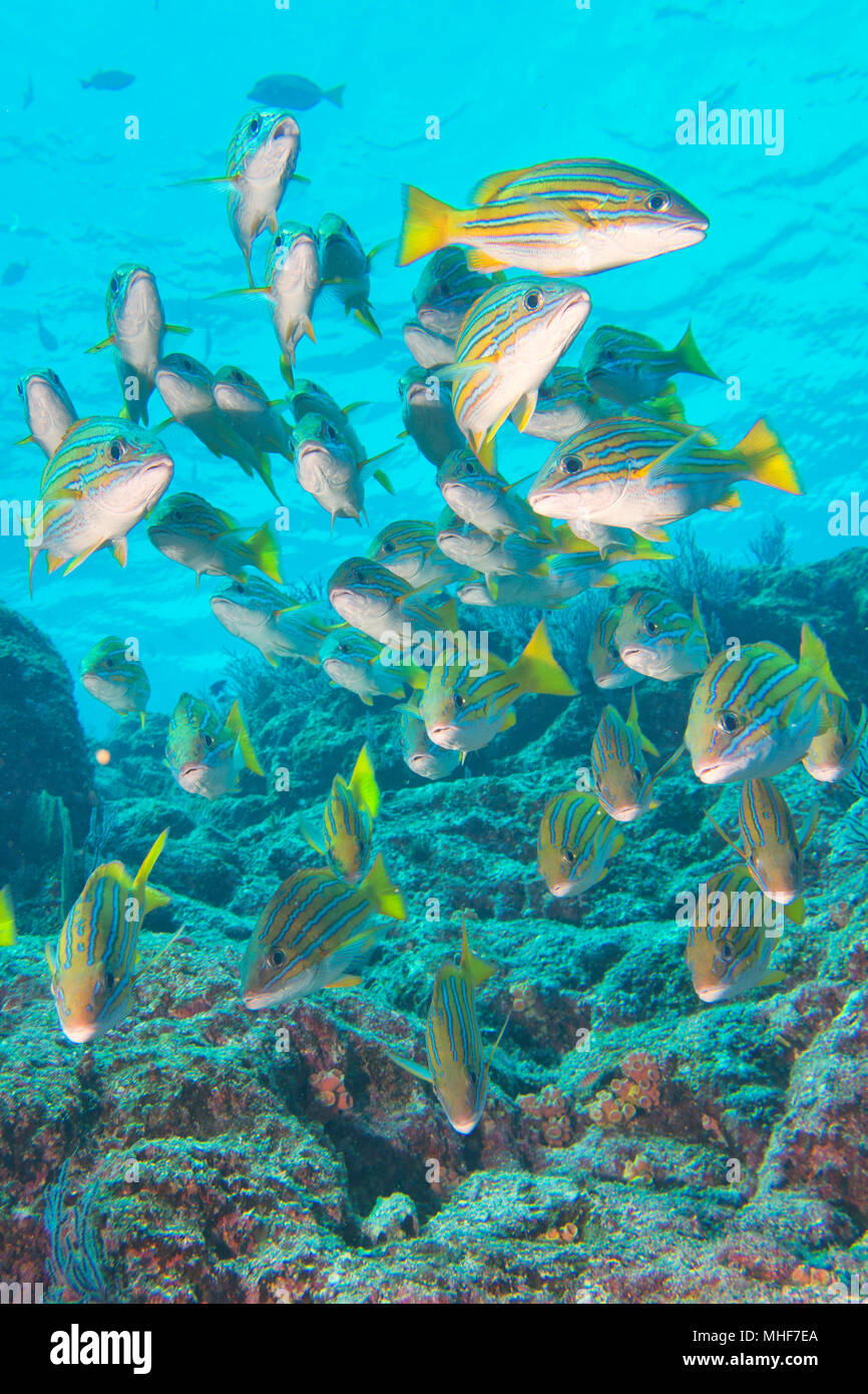 Inside a giant travelly tuna school of fish close up in the deep blue ...