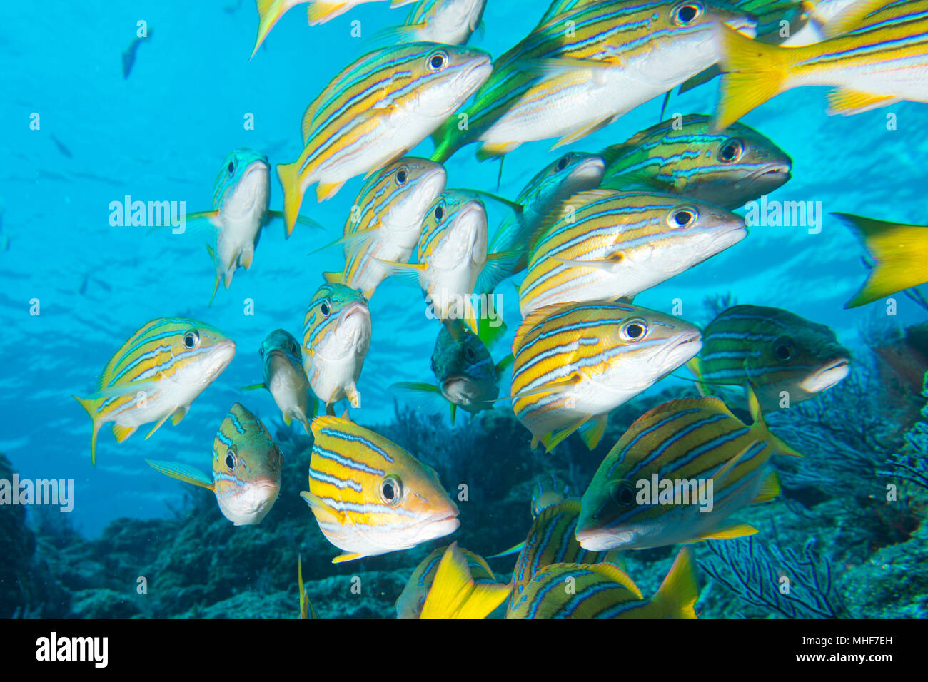 Inside a giant travelly tuna school of fish close up in the deep blue ...