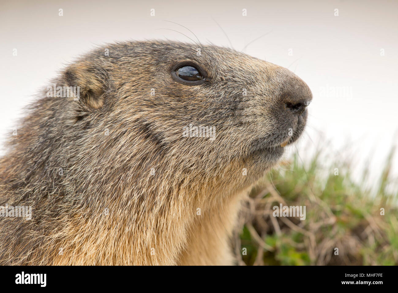 Marmot portrait while looking at you on rocks and grass background ...