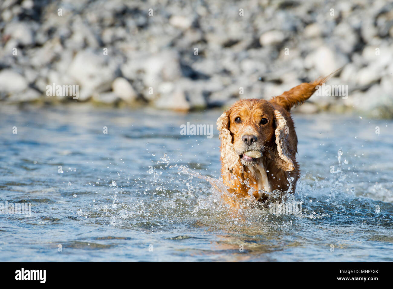 An english brown cocker spaniel running to you in the river water ...