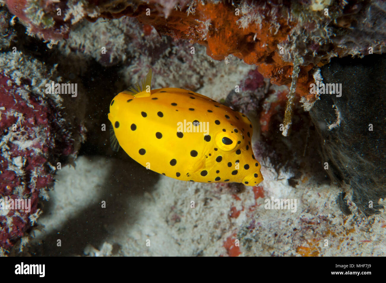 Yellow Box Fish ostracion cubicus close up portrait Stock Photo - Alamy