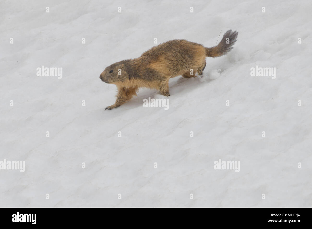 Isolated Marmot while running on the snow background in winter Stock ...