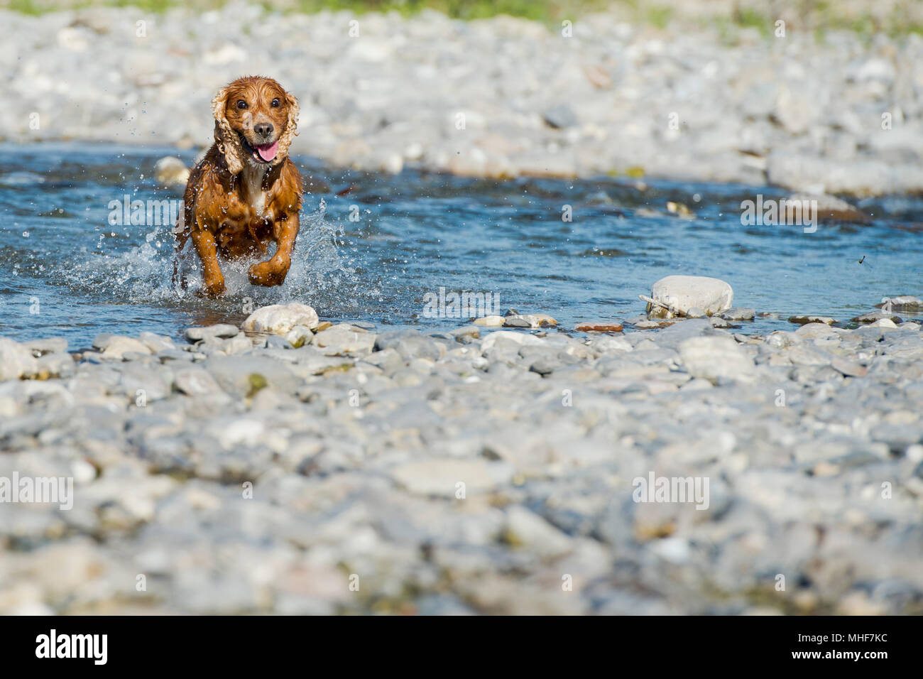 An english brown cocker spaniel running to you in the river water ...