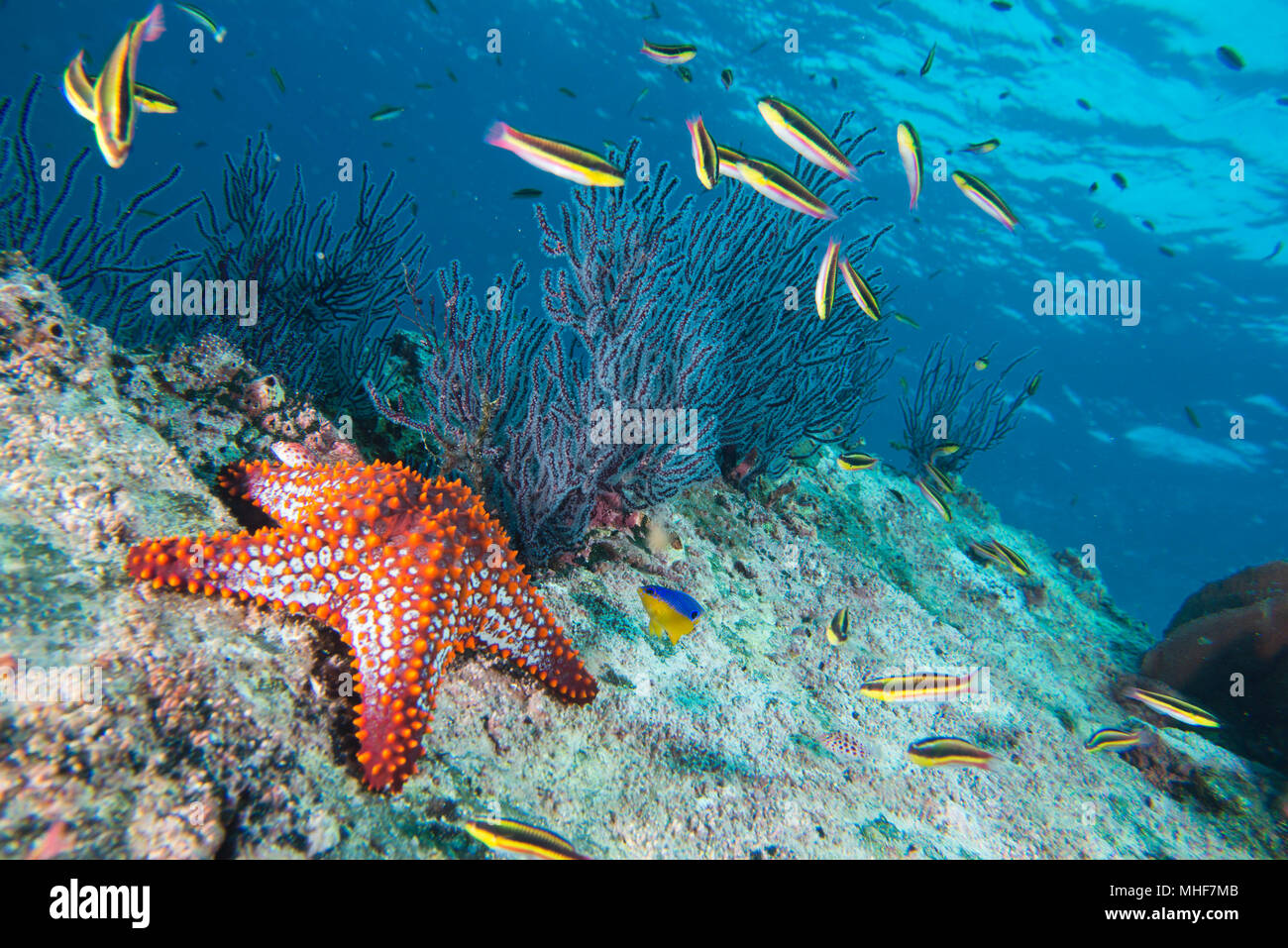 sea stars in a reef colorful underwater landscape background Stock ...