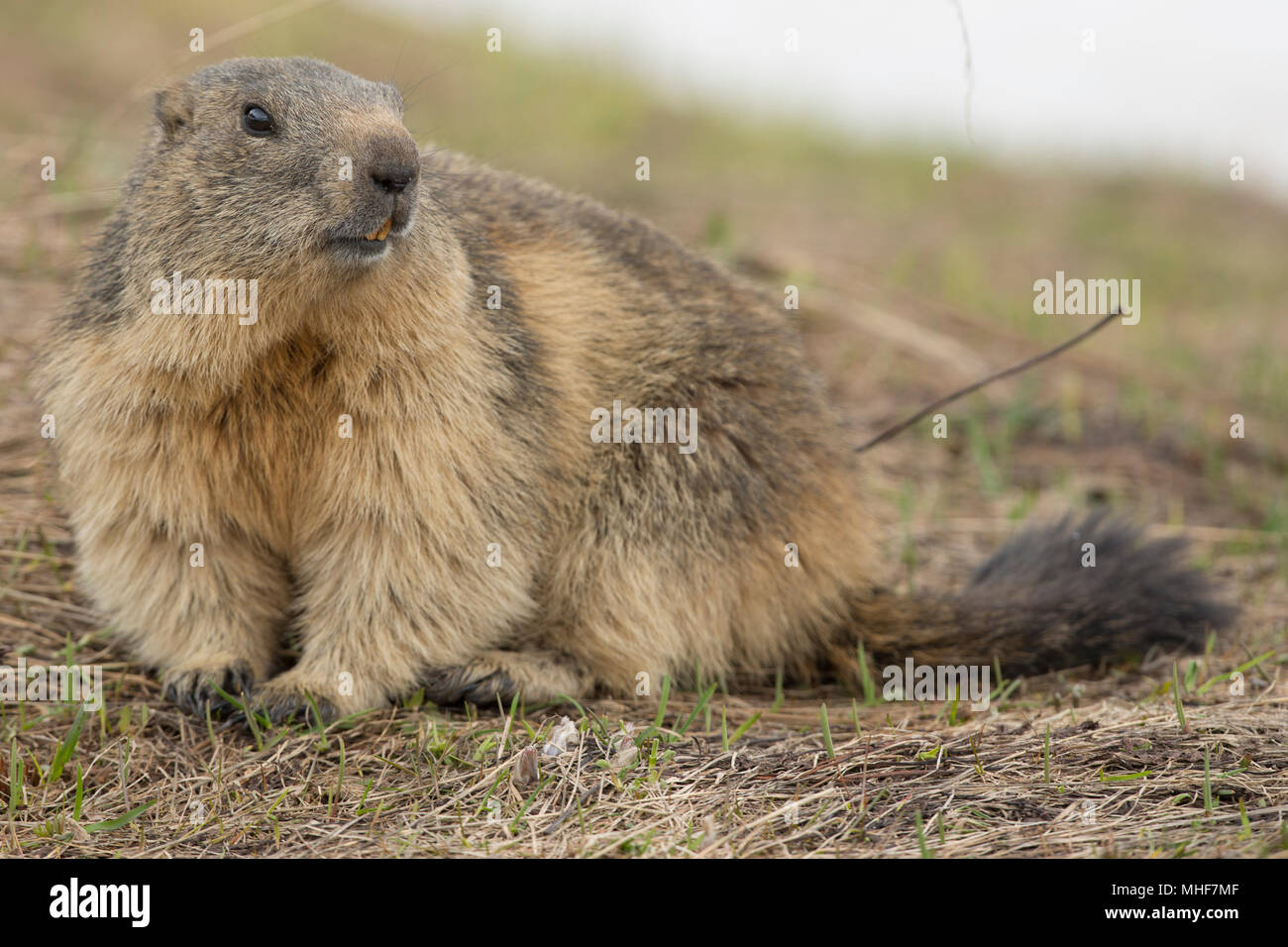 Isolated Marmot close up portrait Stock Photo - Alamy