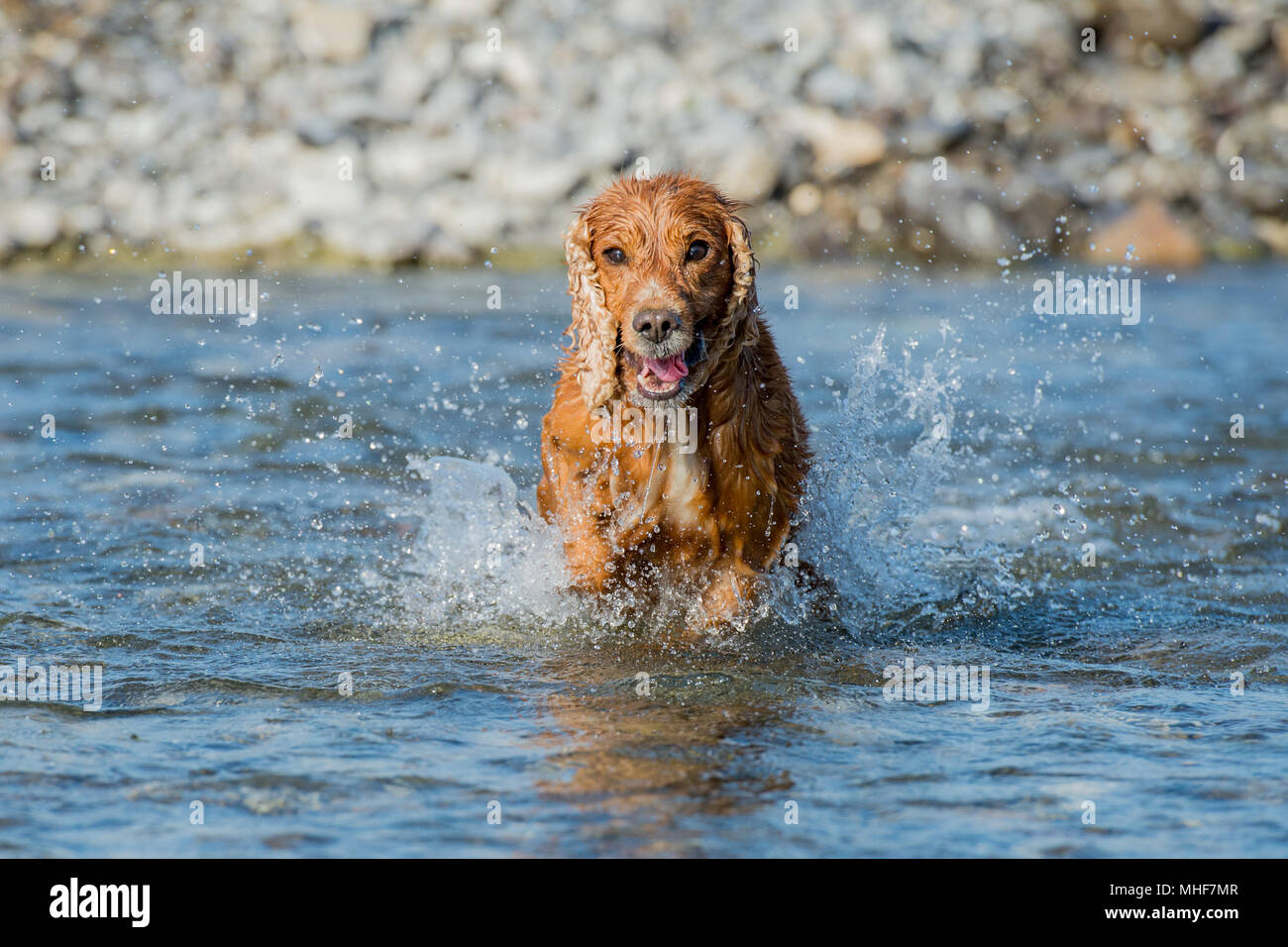 cocker spaniel while running to you in the water Stock Photo - Alamy