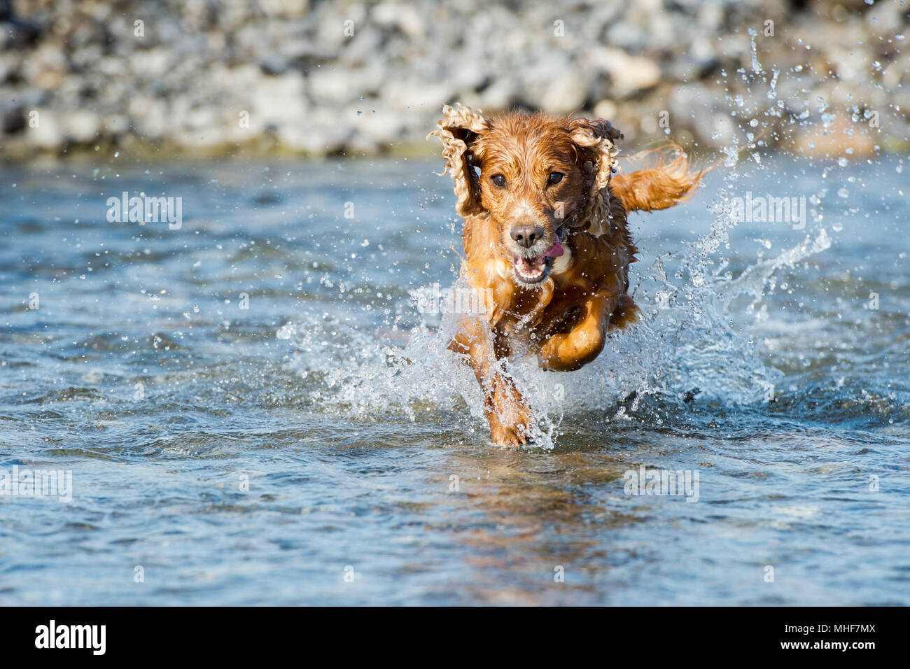 An english brown cocker spaniel running to you in the river water ...