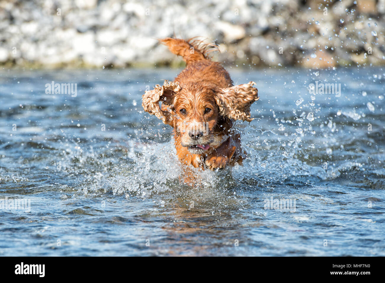 Happy english cocker spaniel while playing in the river Stock Photo - Alamy