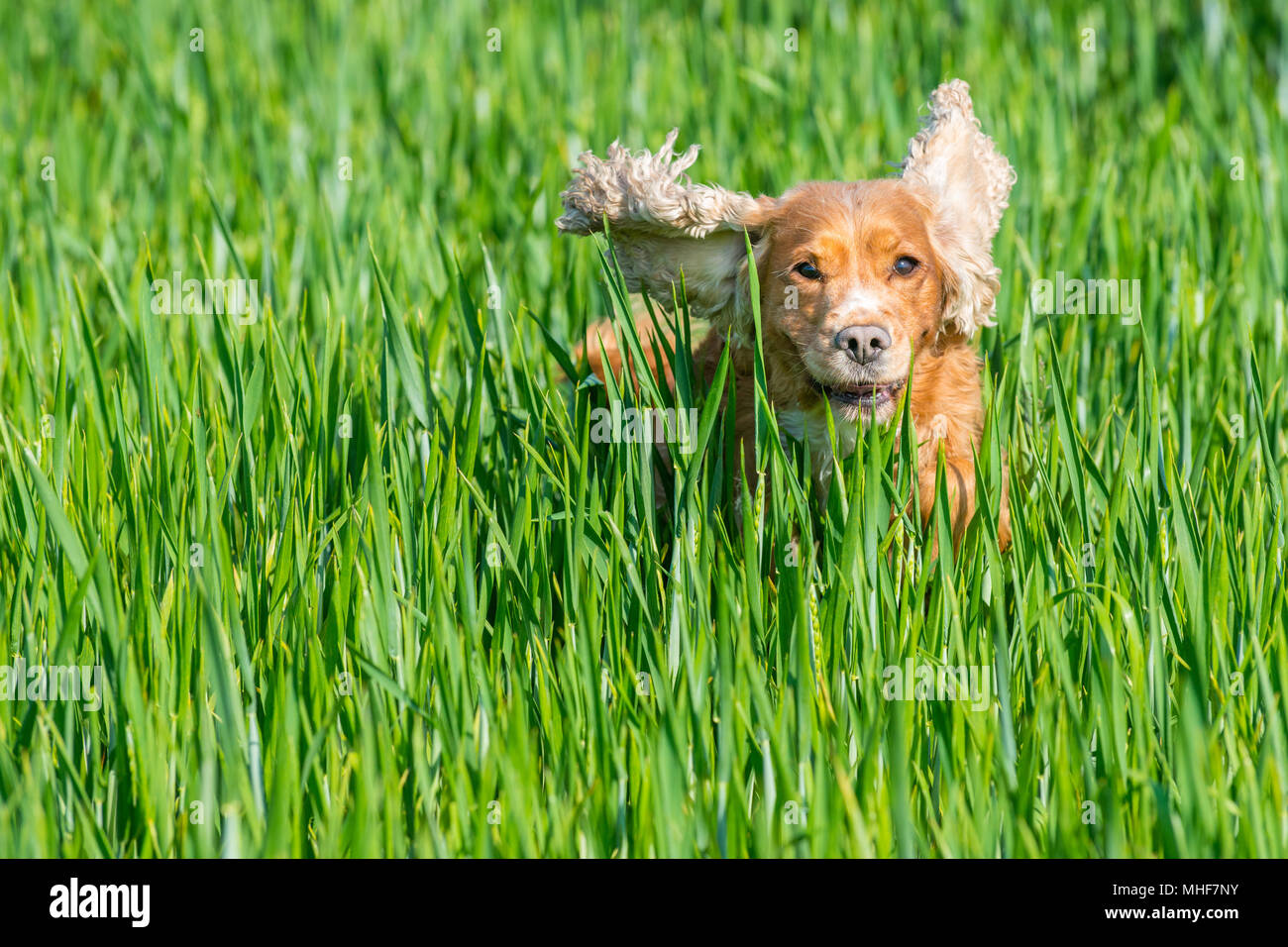 puppy dog cocker spaniel running to you Stock Photo - Alamy