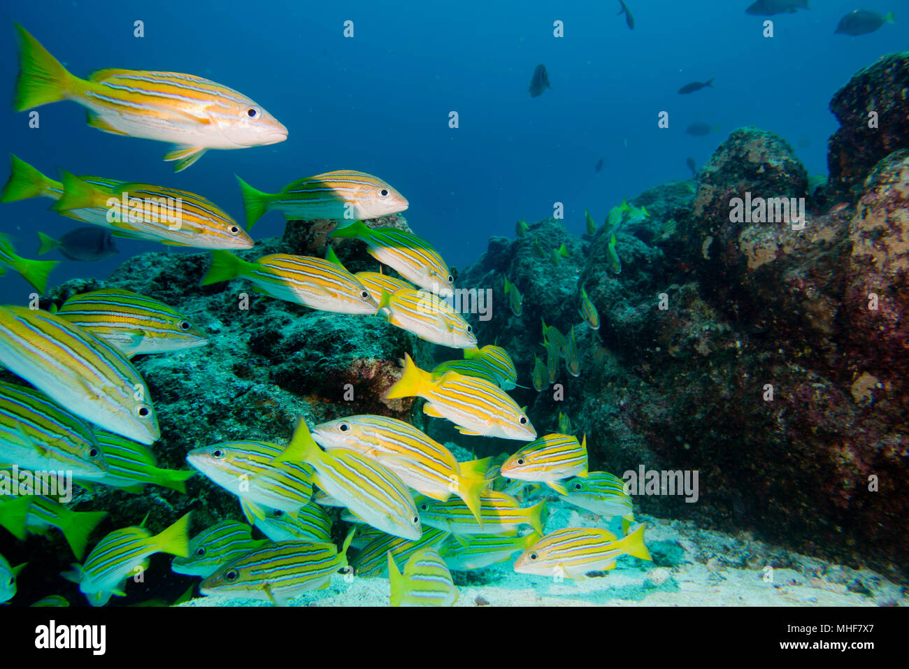 Inside a giant travelly tuna school of fish close up in the deep blue ...