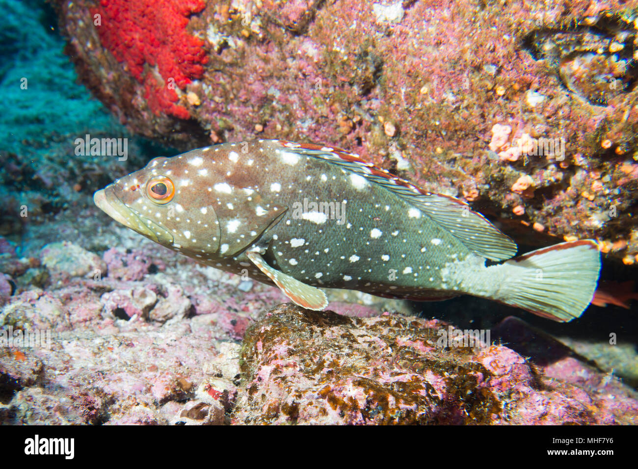 An isolated colorful grouper in the reef background Stock Photo - Alamy