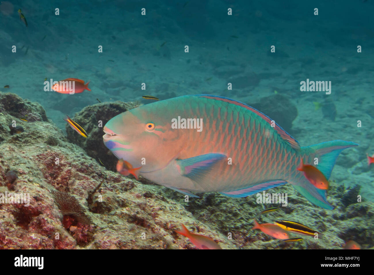 A colorful parrot fish while diving Stock Photo - Alamy