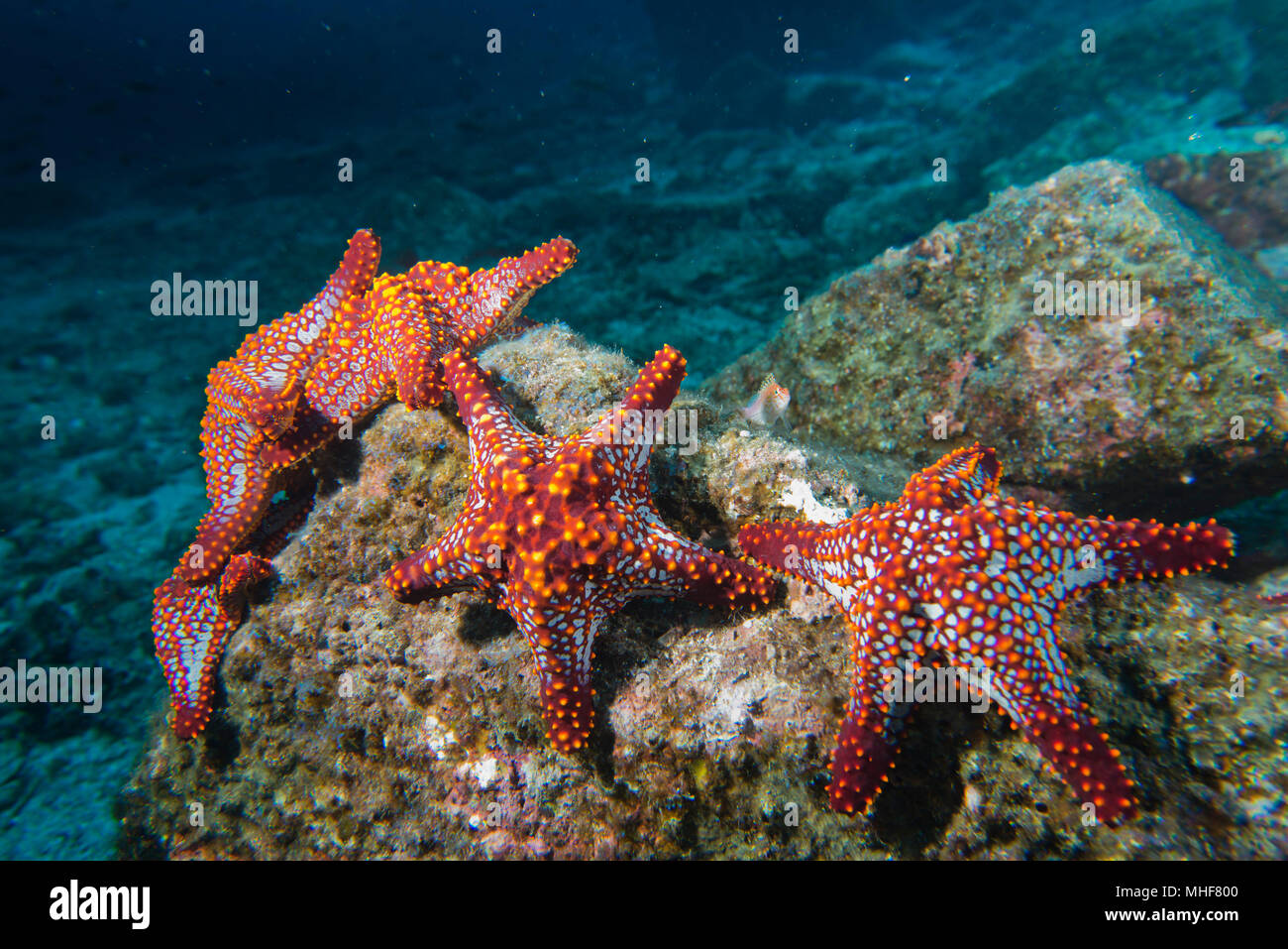 sea stars in a reef colorful underwater landscape background Stock ...
