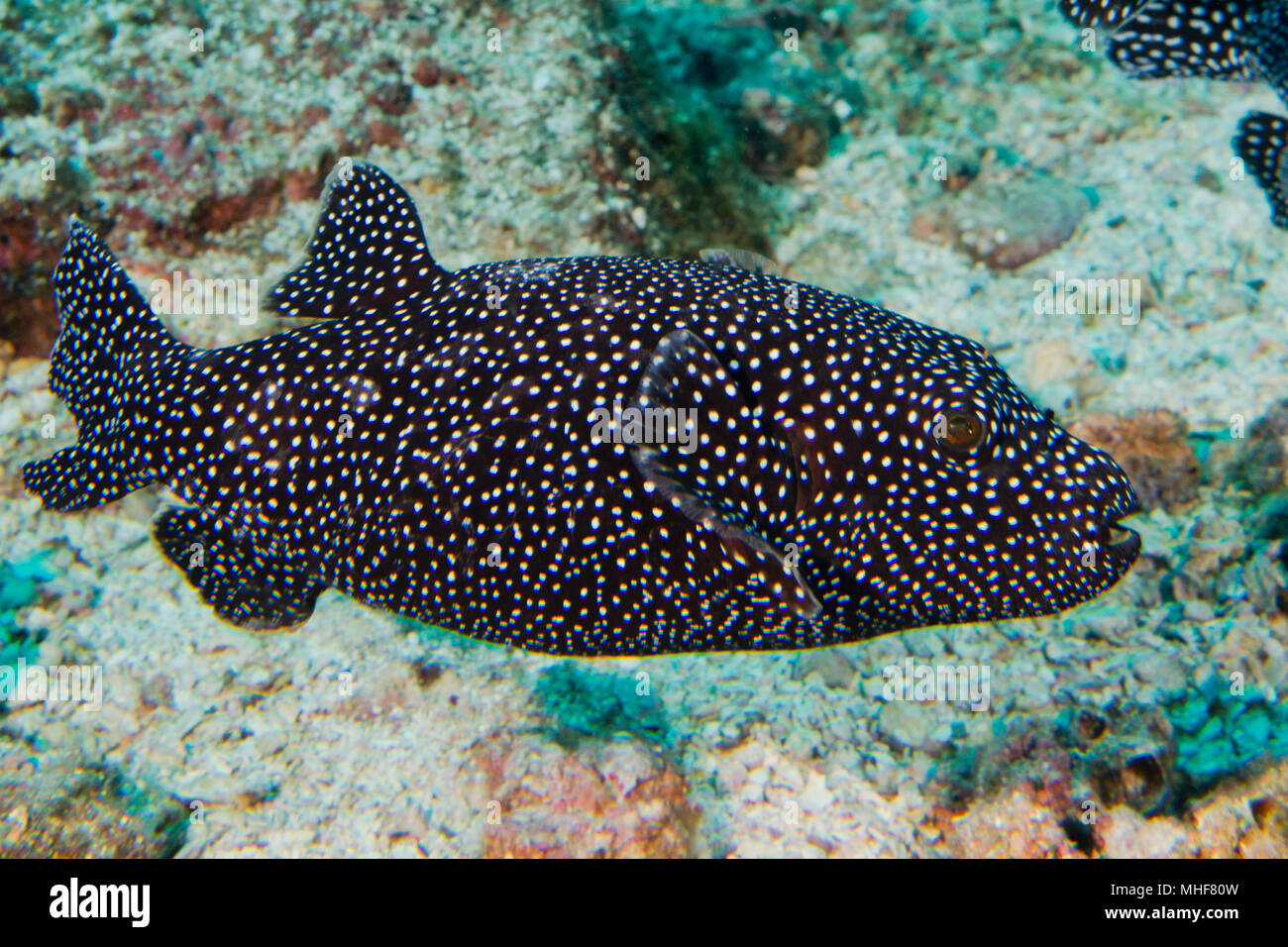 A puffer fish close up portrait Stock Photo - Alamy