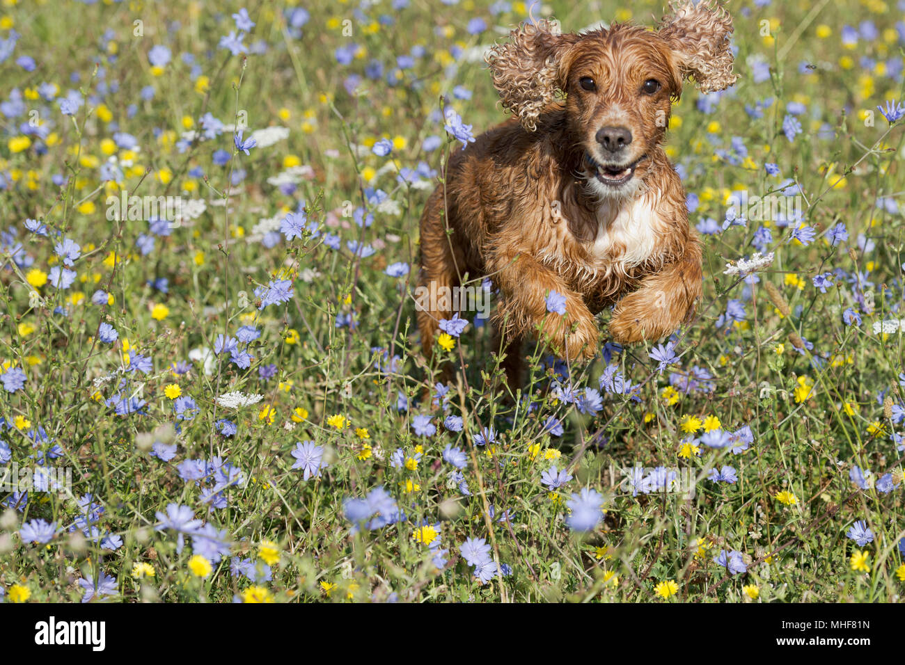 Dog puppy cocker spaniel while running in the flower field Stock Photo ...