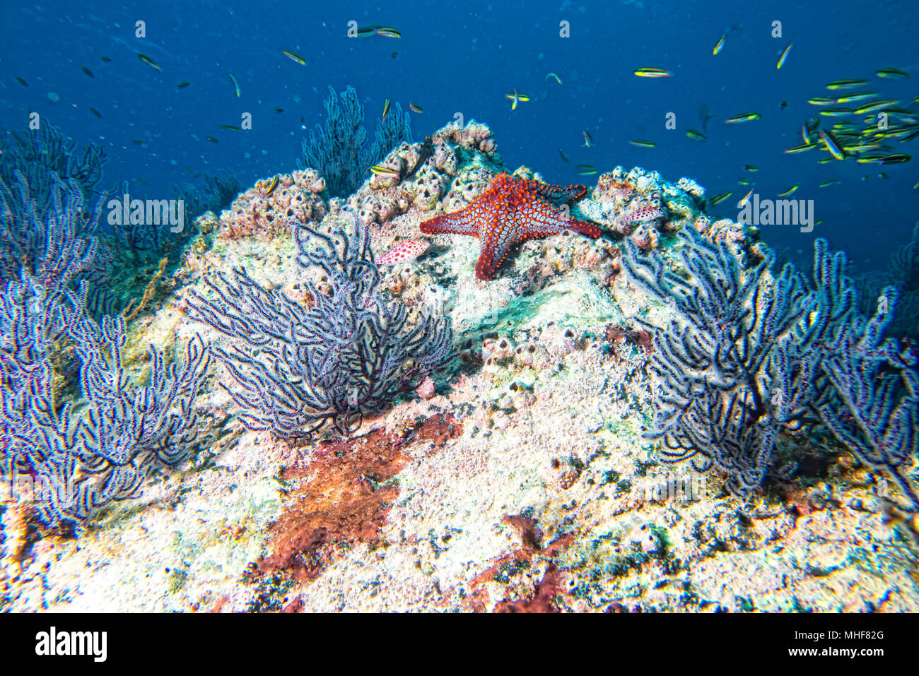 sea stars in a reef colorful underwater landscape background Stock ...