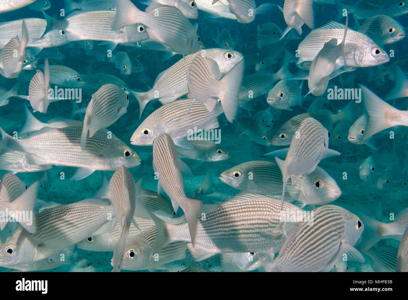 Inside a giant travelly tuna school of fish close up in the deep blue ...