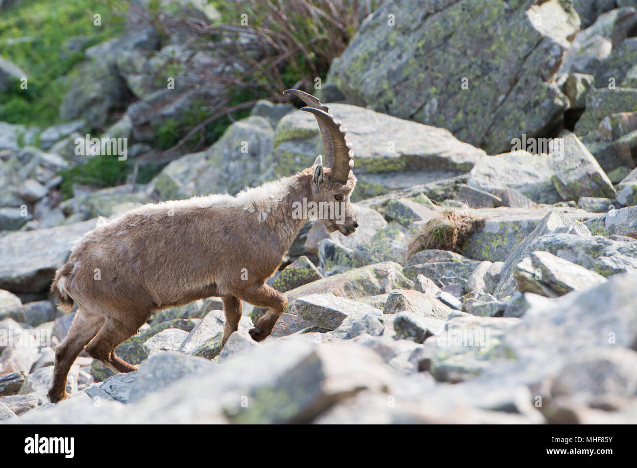 Long horn sheep hi-res stock photography and images - Alamy
